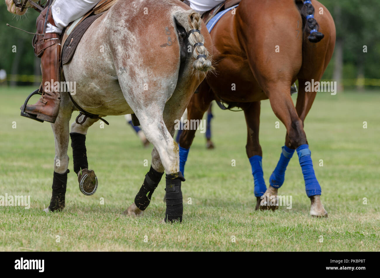Niagara polo hi-res stock photography and images - Alamy