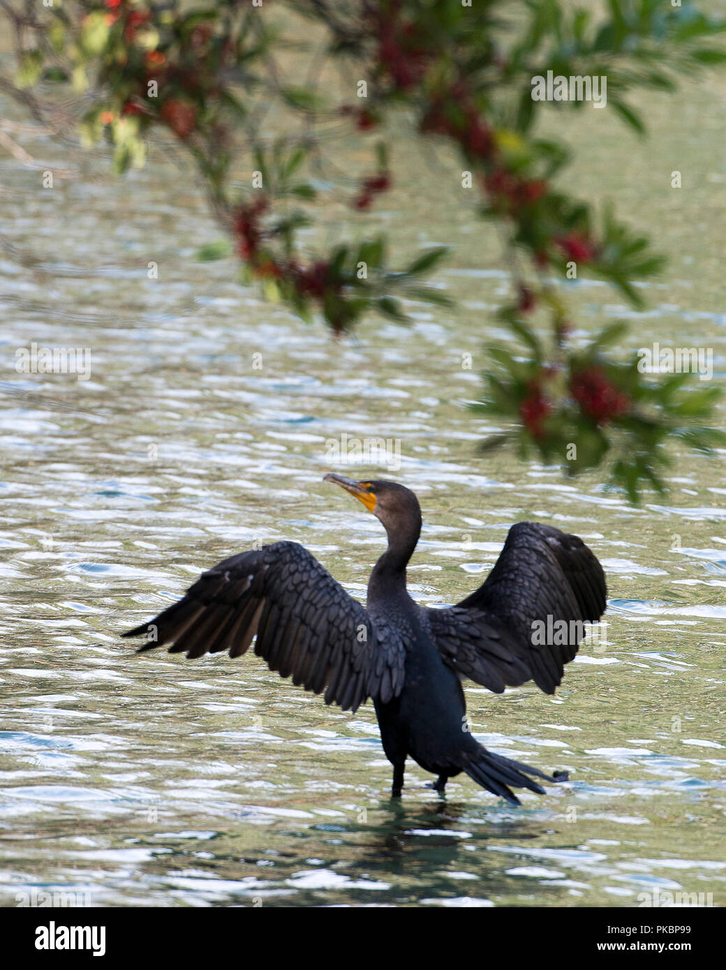 Cormorant with wings spread hi-res stock photography and images - Alamy