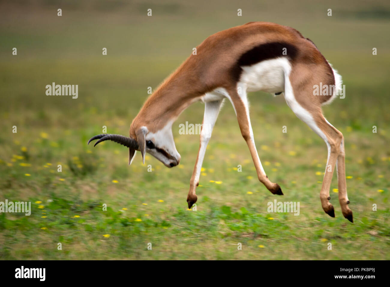 Springbok jumping hi-res stock photography and images - Alamy