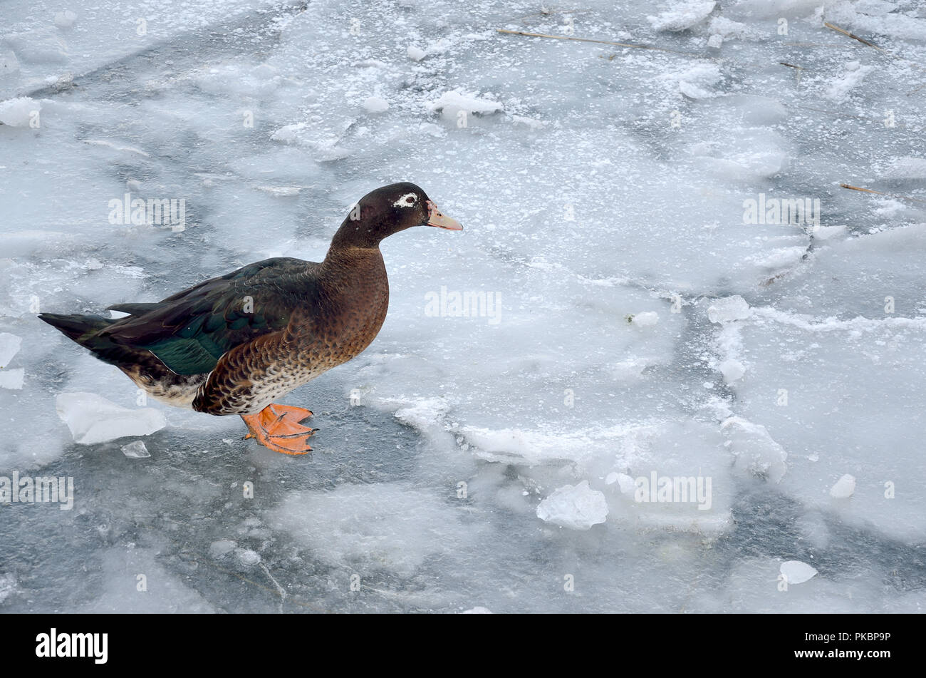 Duck standing in the frozen surface of a lake Stock Photo - Alamy