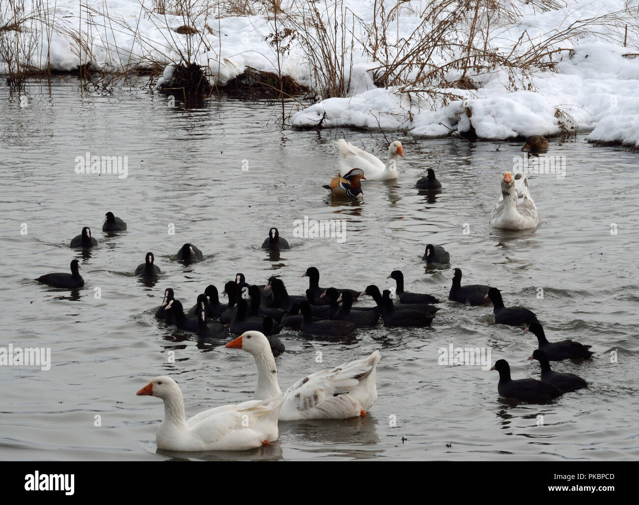 Coots swimming in water among a mandarin duck and other ducks Stock ...