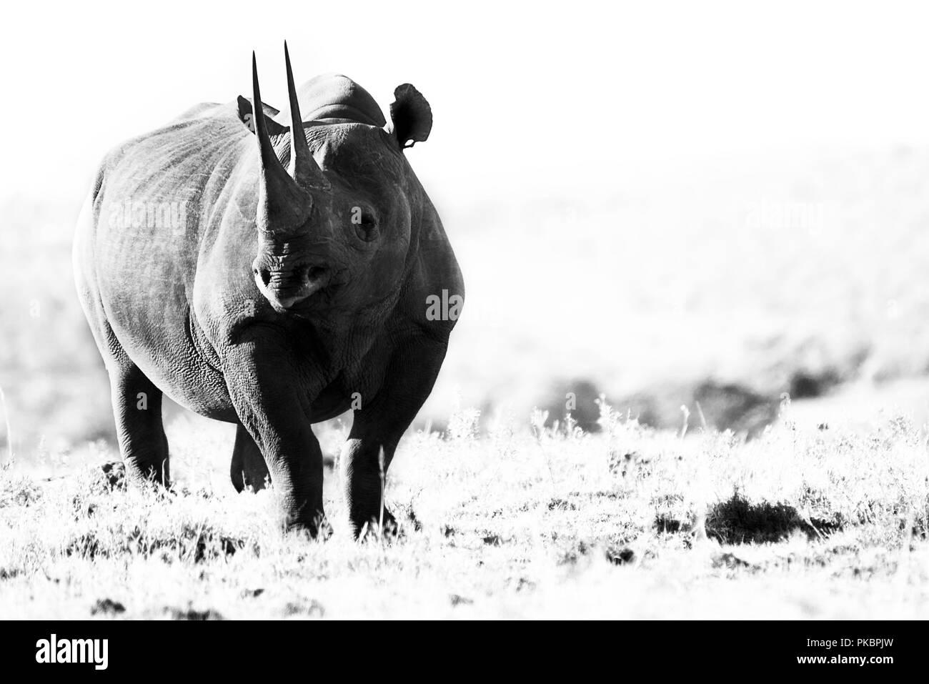 Southern black rhino Black and White Stock Photos & Images - Alamy