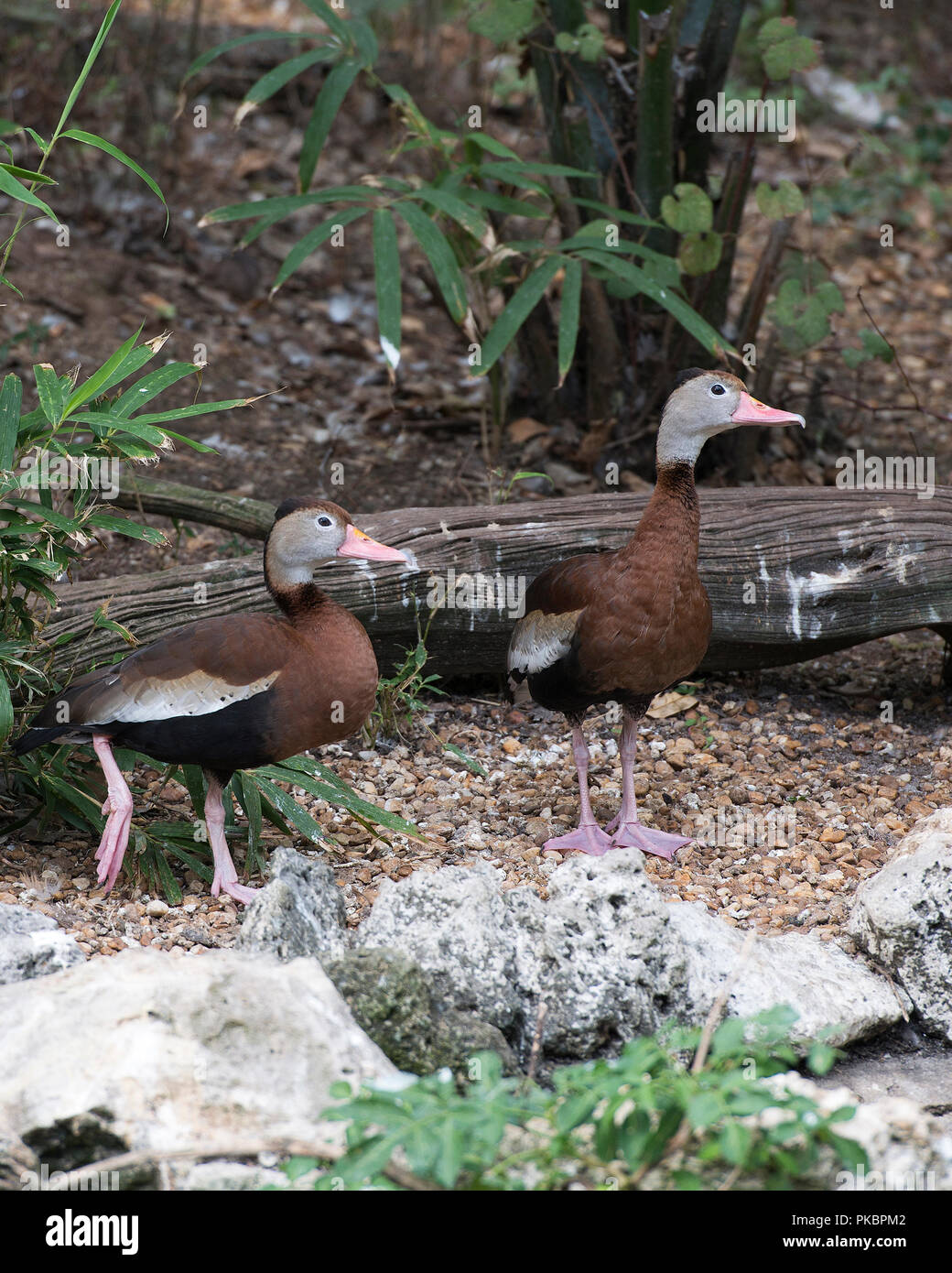 Duck Profile Photo High Resolution Stock Photography and Images - Alamy
