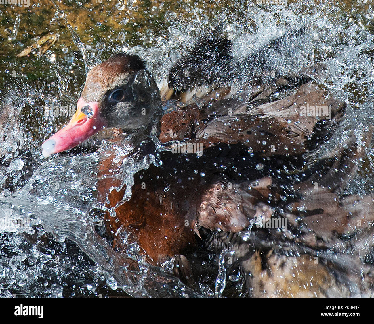 Duck bathing in sun hi-res stock photography and images - Alamy