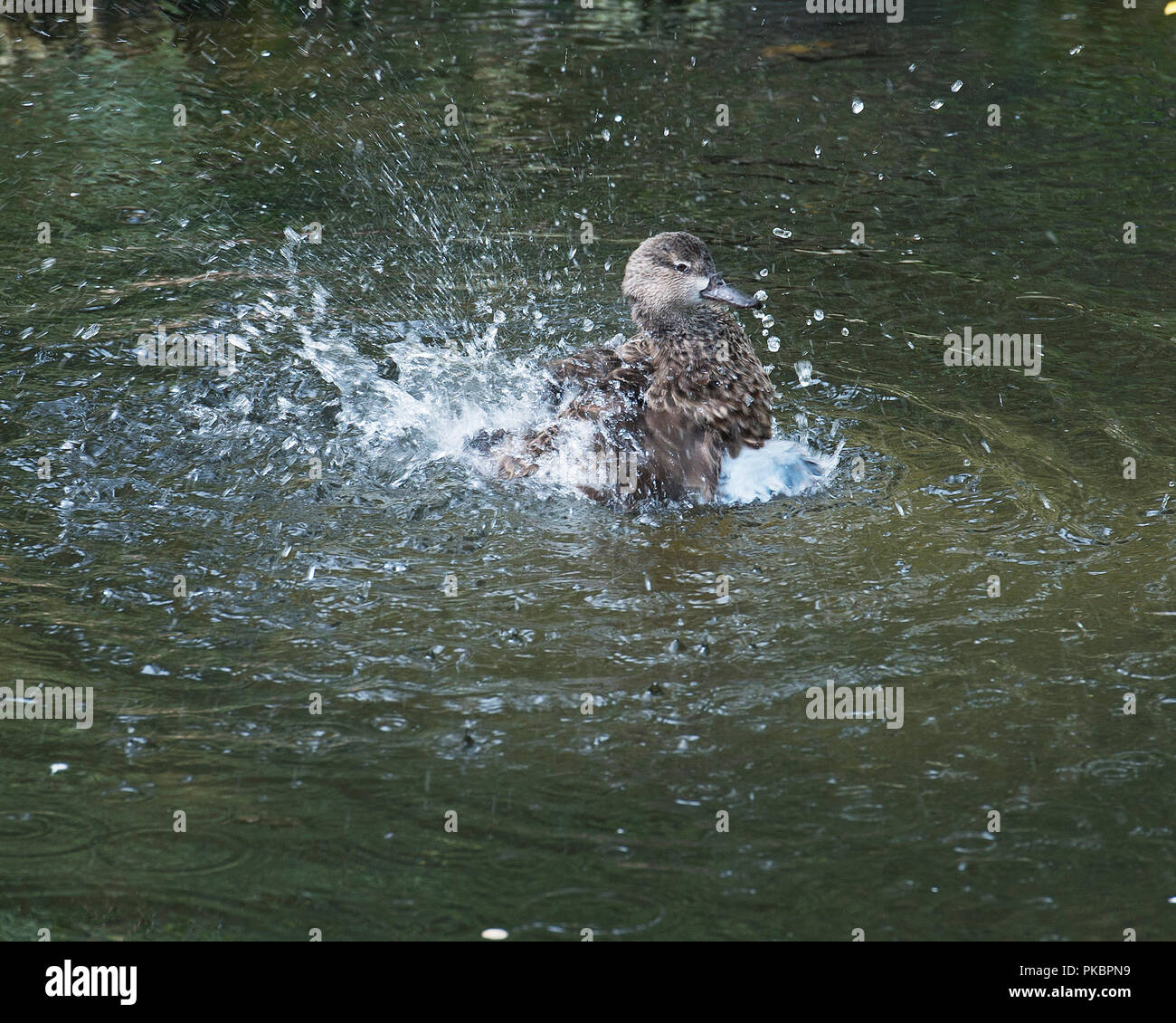 Duck enjoying in bath its surrounding in the sun Stock Photo - Alamy