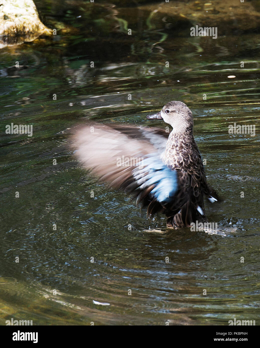 Duck in water bathing with splashing water and enjoying its surrounding ...