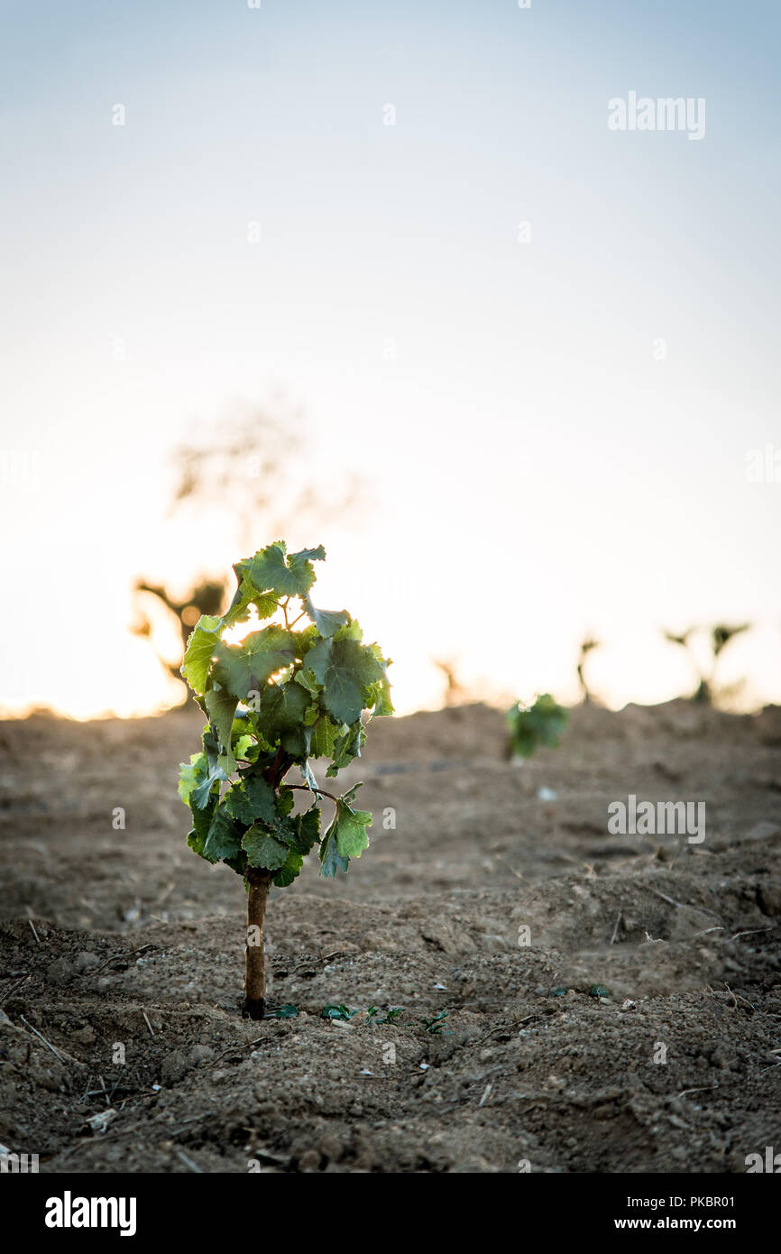 grapevine at sunset Stock Photo - Alamy