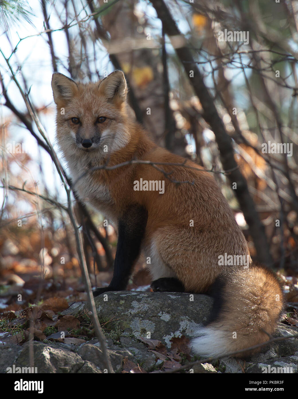 Fox Red Fox animal in the forest with background of foliage Stock Photo ...