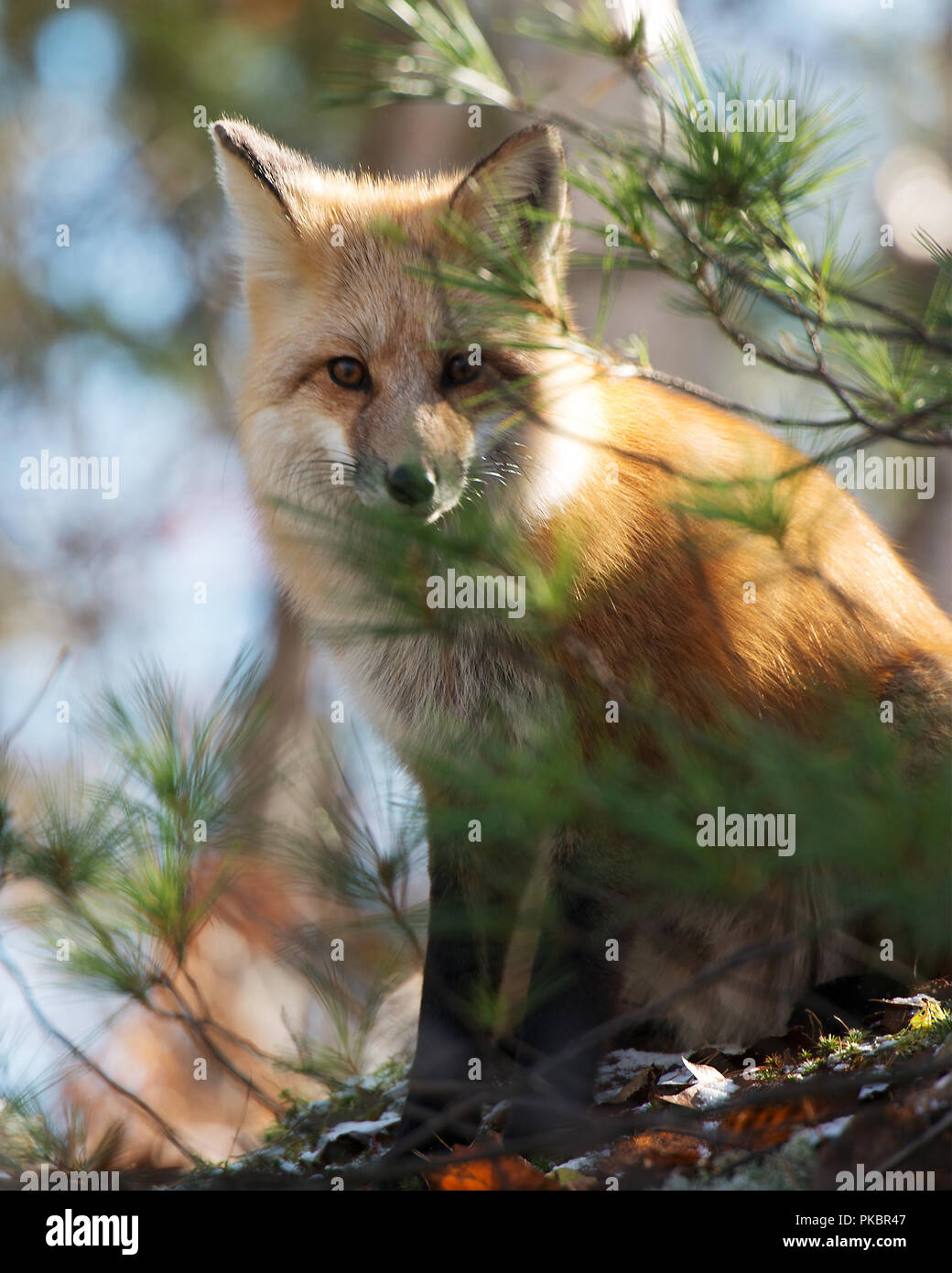 Fox Red Fox animal in the forest with background of foliage Stock Photo ...