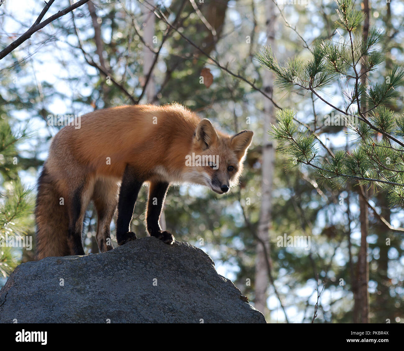Fox Red Fox animal in the forest with background of foliage Stock Photo ...