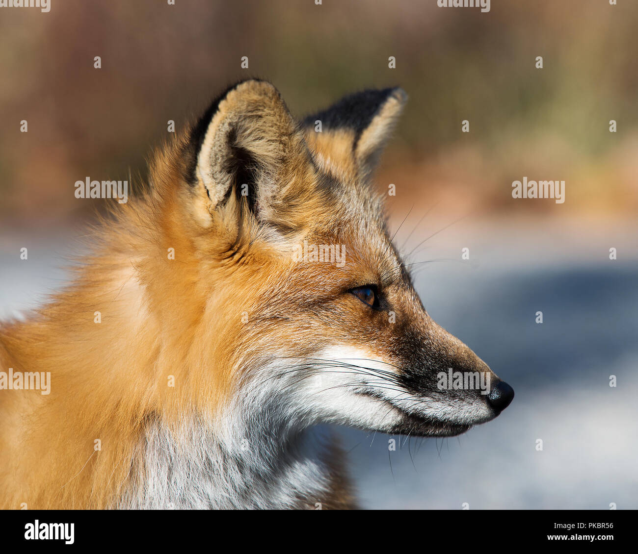 Fox Red Fox animal in the forest with background of foliage Stock Photo ...