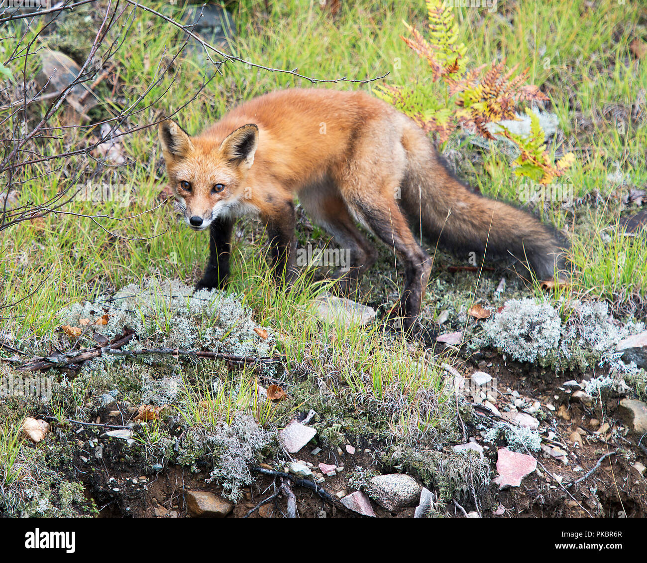 Fox Red Fox animal in the forest with background of foliage and ...