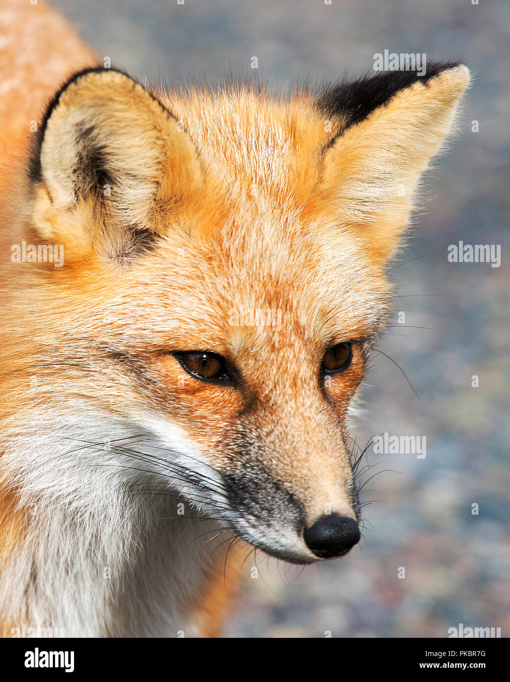 Fox Red Fox animal in the forest with background of foliage Stock Photo ...