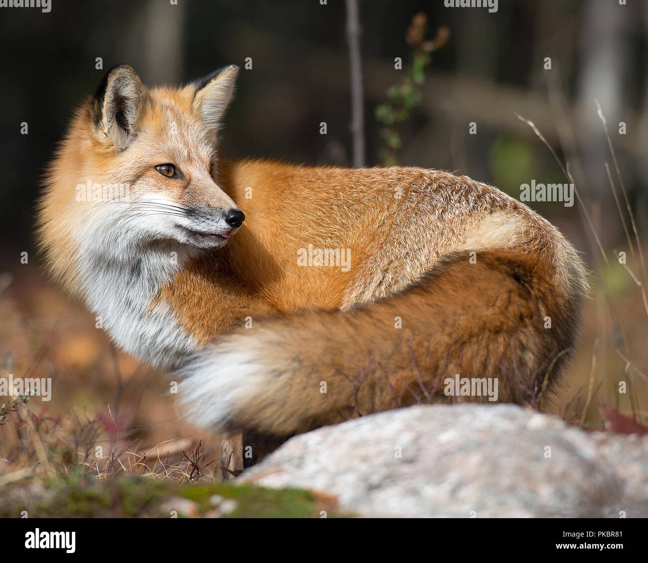 Fox Red Fox animal in the forest with background of foliage Stock Photo ...