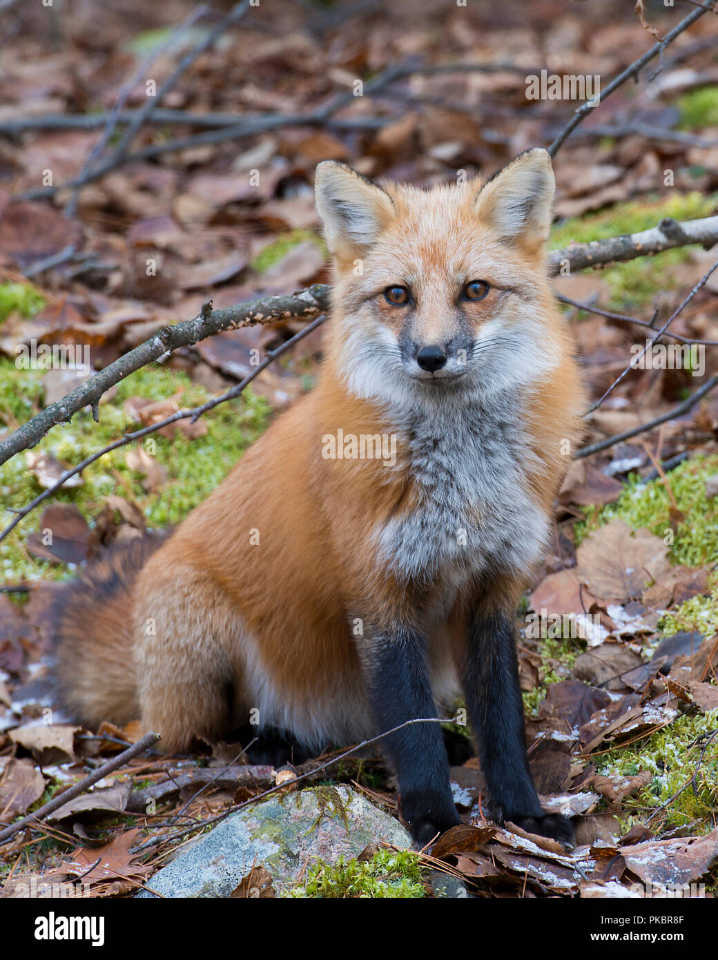 Fox Red Fox animal in the forest with background of foliage Stock Photo ...