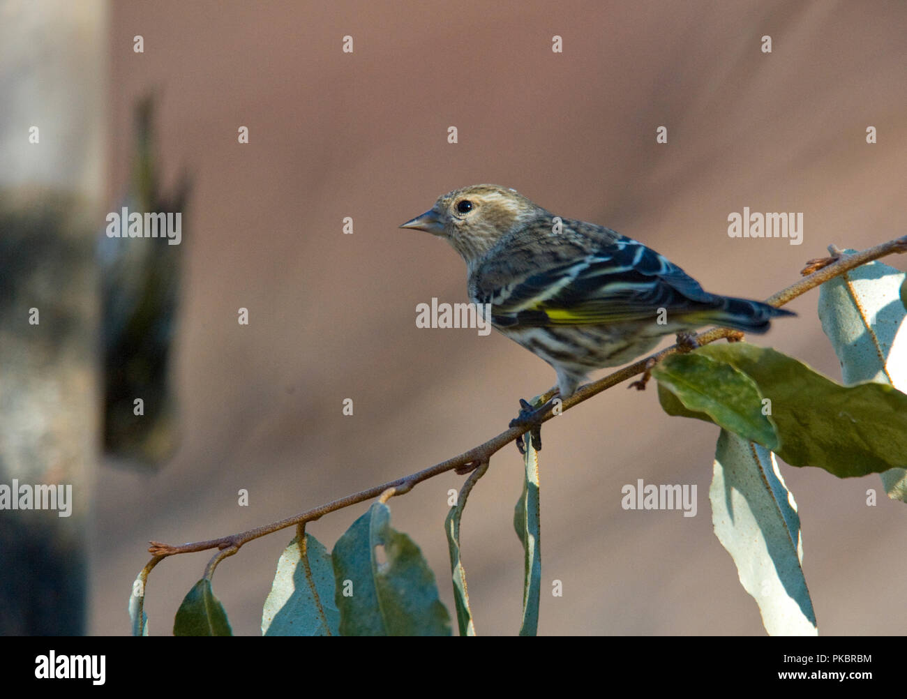 Blue Grouse Watching High Resolution Stock Photography and Images - Alamy