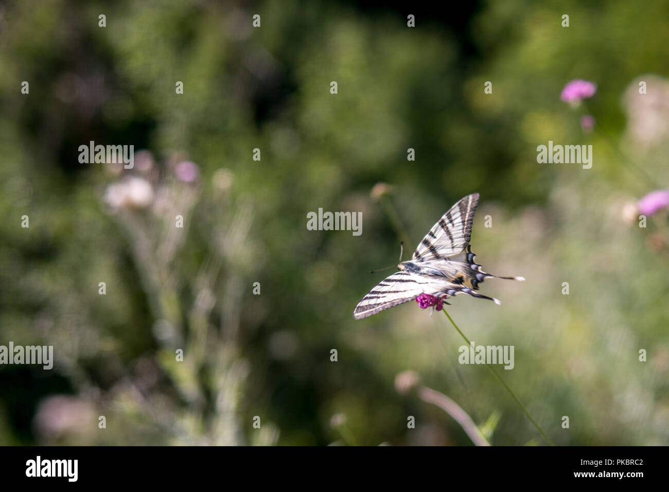 Flying from flower hi-res stock photography and images - Alamy