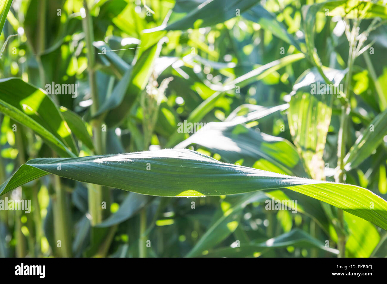 Corn field, corn growing in a field, close up Stock Photo - Alamy
