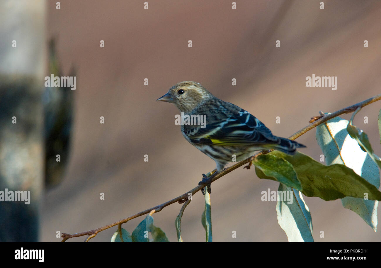 Blue Grouse Watching High Resolution Stock Photography and Images - Alamy