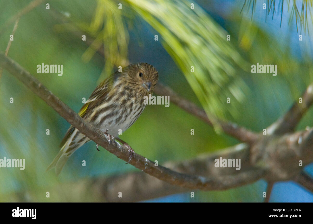 Blue Grouse Watching High Resolution Stock Photography and Images - Alamy