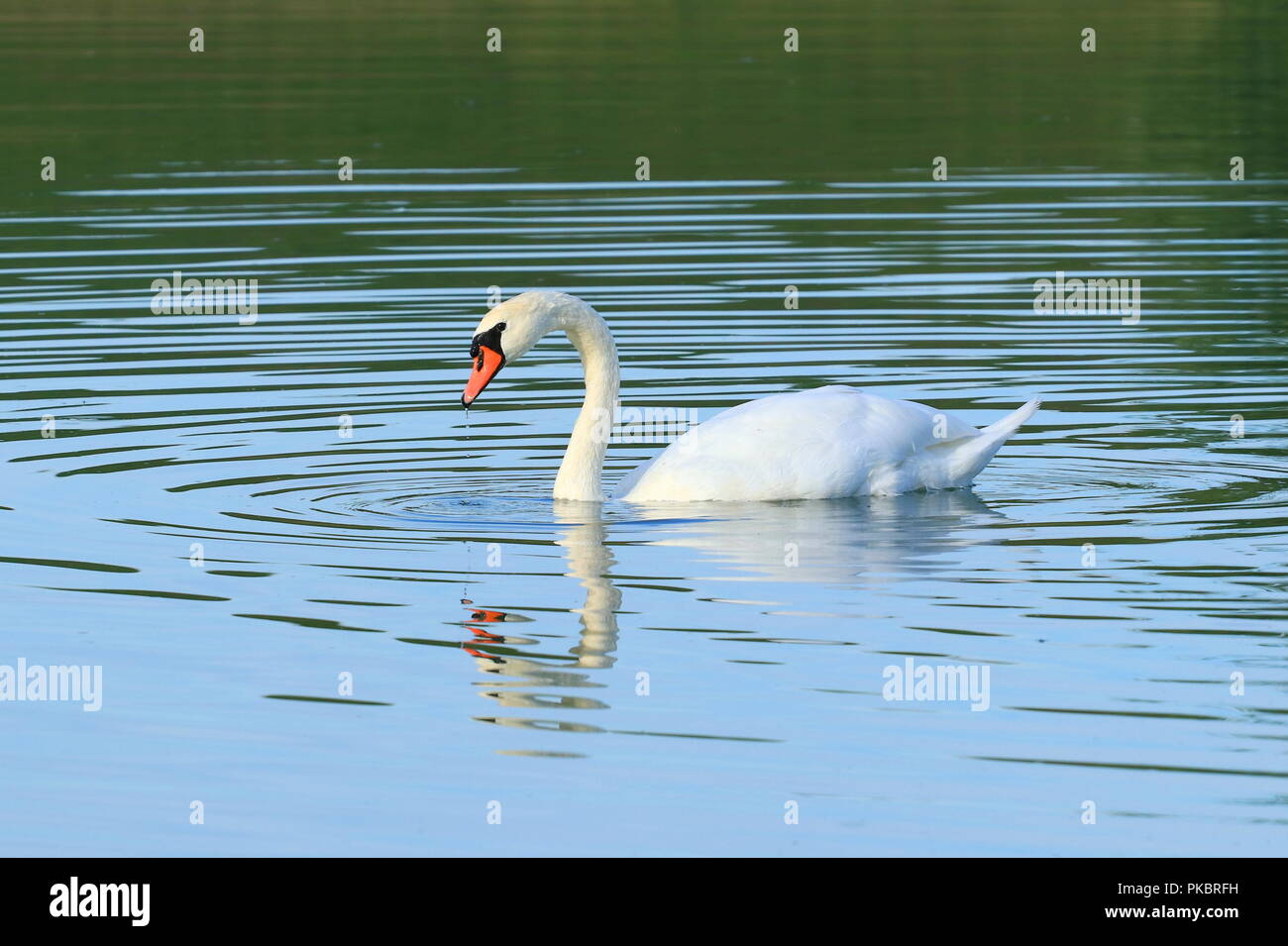Swan on lake Stock Photo - Alamy
