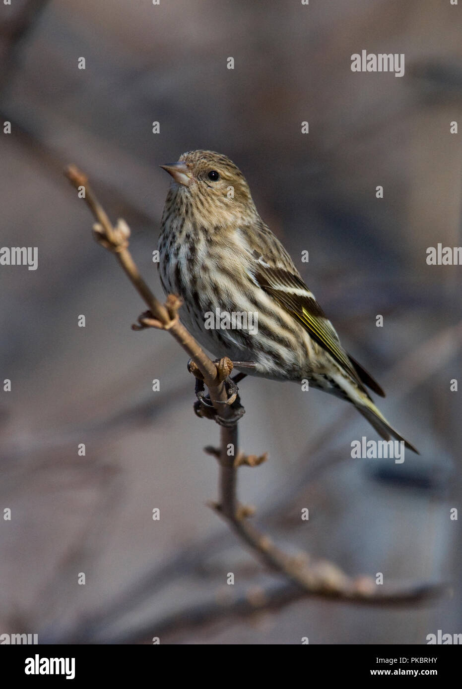Blue grouse watching hi-res stock photography and images - Alamy