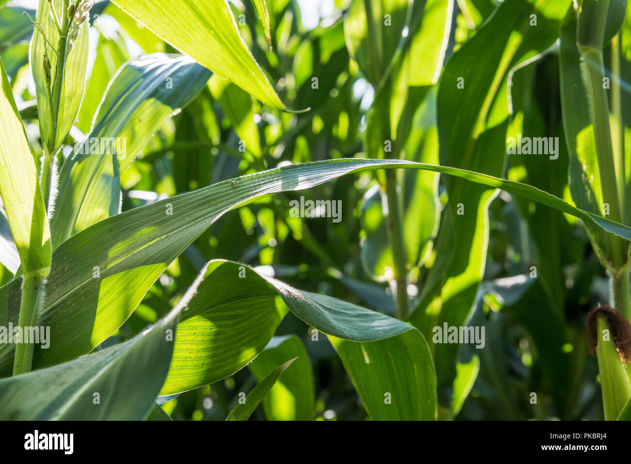 Corn field, corn growing in a field, close up Stock Photo - Alamy