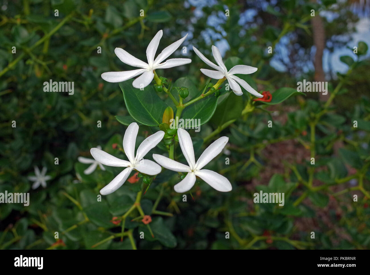 Carissa grandiflora flower close-up Stock Photo - Alamy