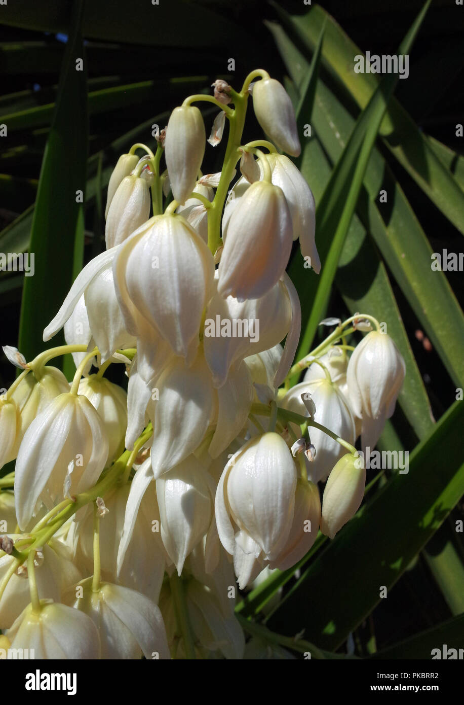Aloe vera flower close-up Stock Photo - Alamy