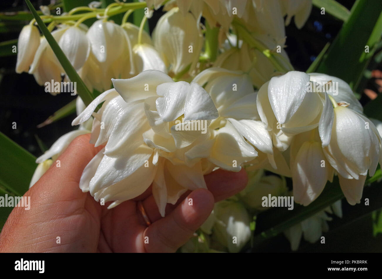 Aloe vera flower close-up Stock Photo - Alamy