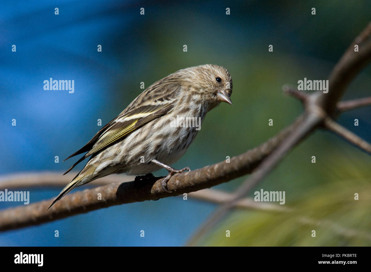 Blue grouse watching hi-res stock photography and images - Alamy