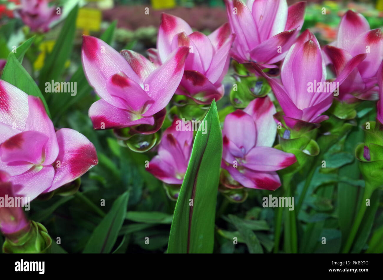 Curcuma flowers hi-res stock photography and images - Alamy
