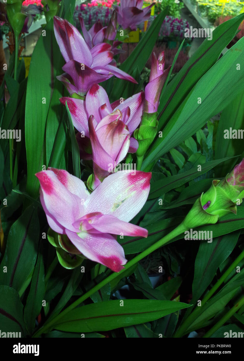 Curcuma flowers hi-res stock photography and images - Alamy