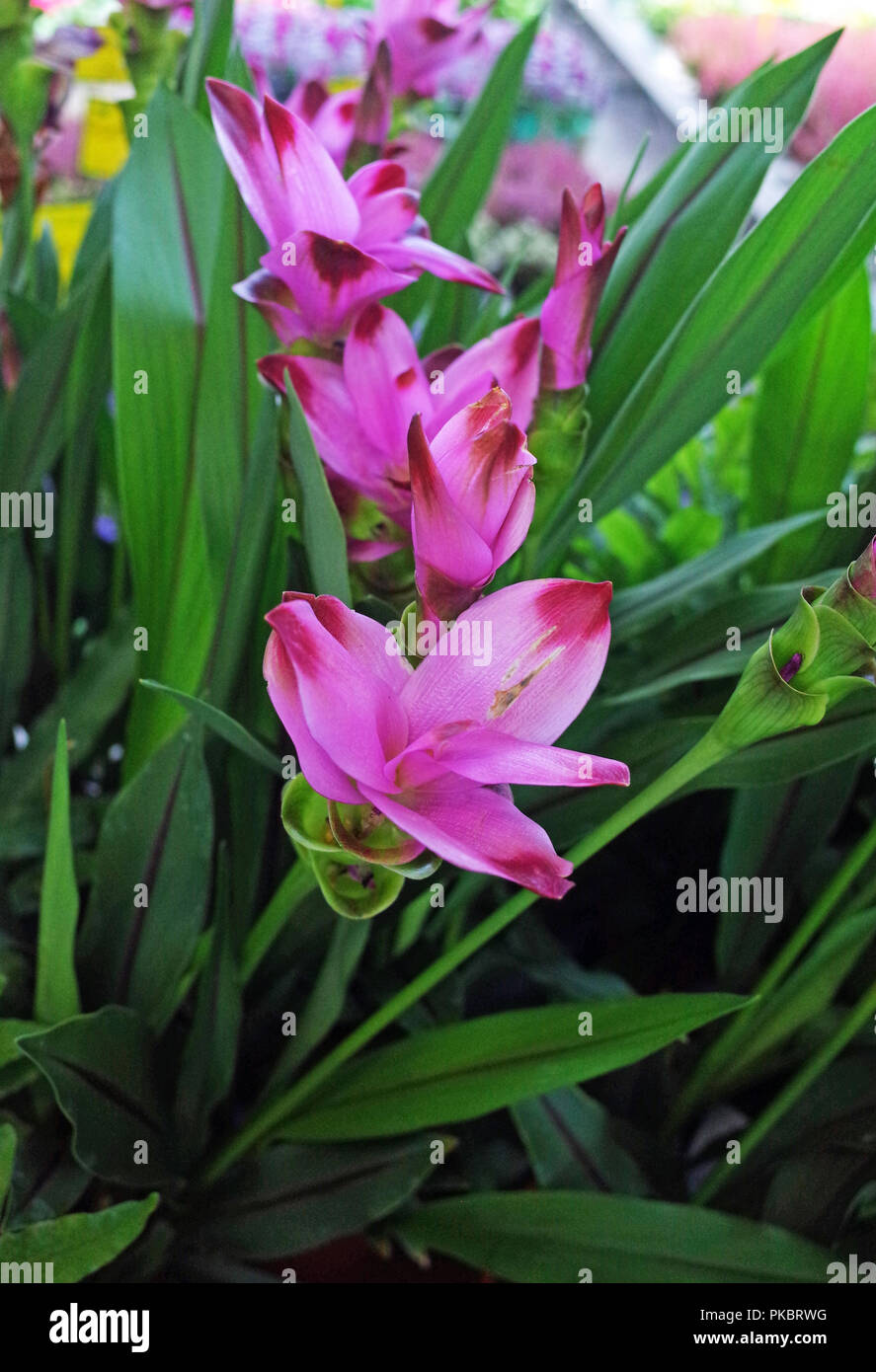 Curcuma flowers close-up Stock Photo - Alamy