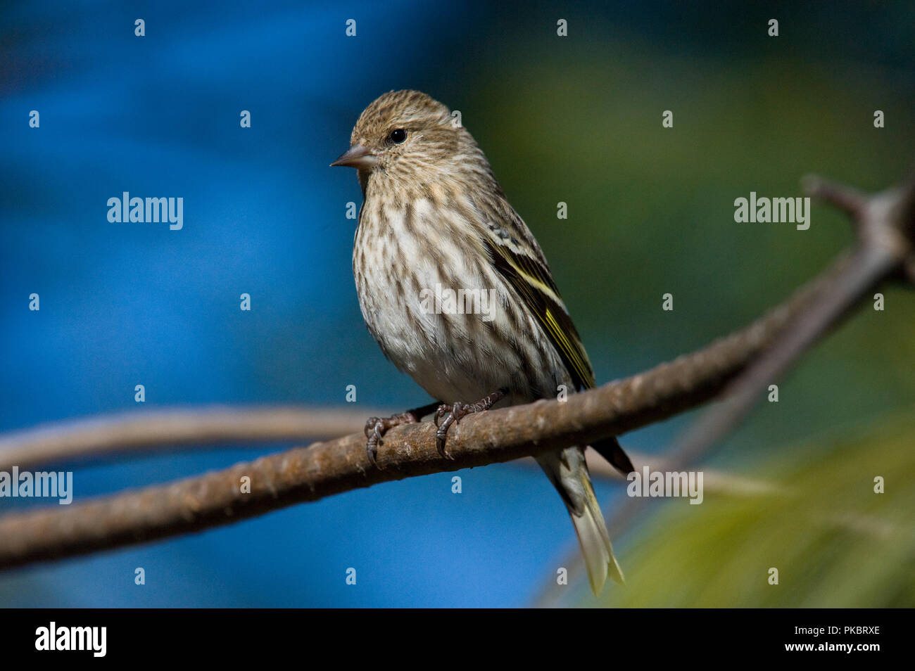 Blue grouse watching hi-res stock photography and images - Alamy