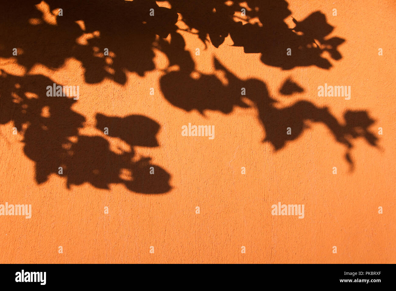 Bright orange tree flowers hi-res stock photography and images - Alamy