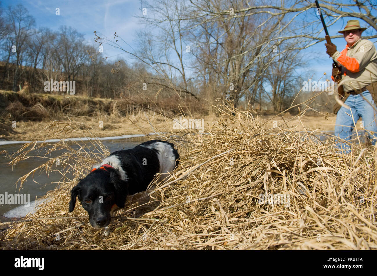 A bird hunter watches his French Britney work a creek bottom for ...