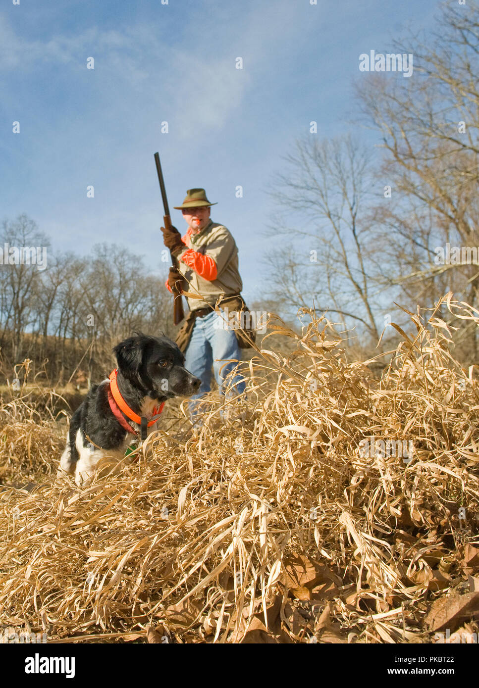 A bird hunter watches his French Britney work a creek bottom for ...