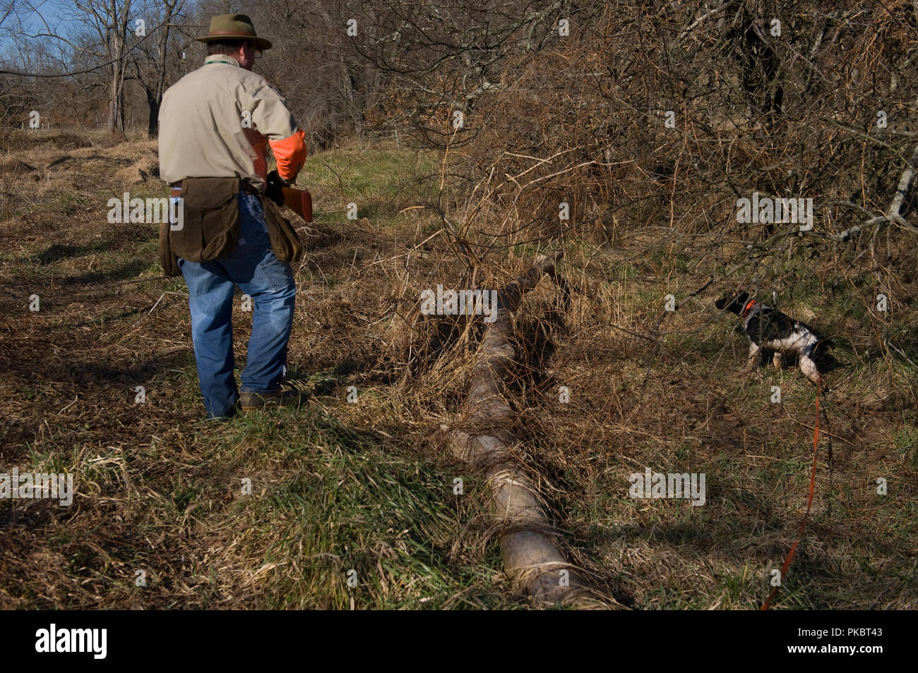 A bird hunter watches his French Britney work the edges of a open field ...