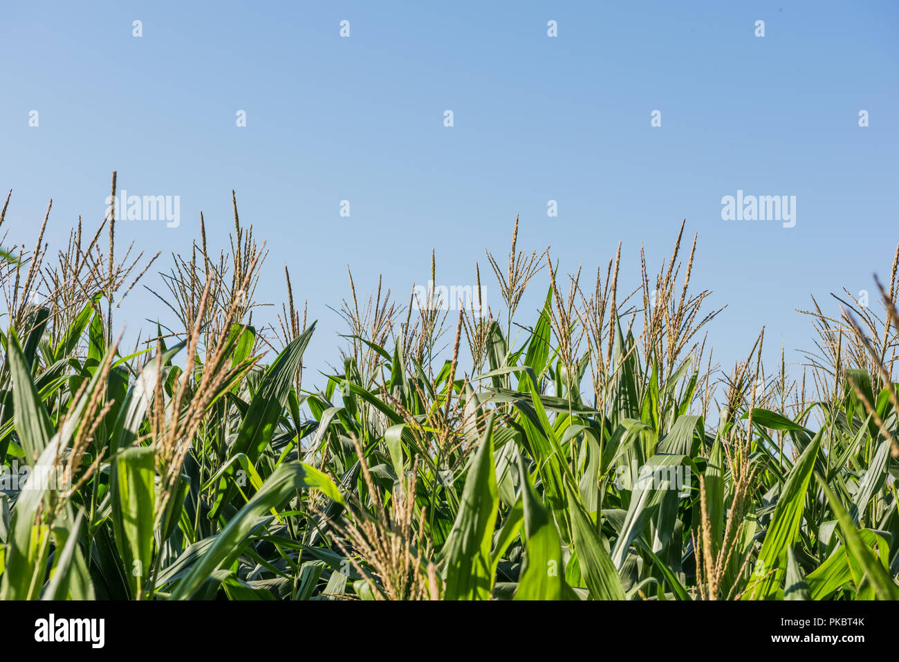 Blue corn food nobody hi-res stock photography and images - Alamy