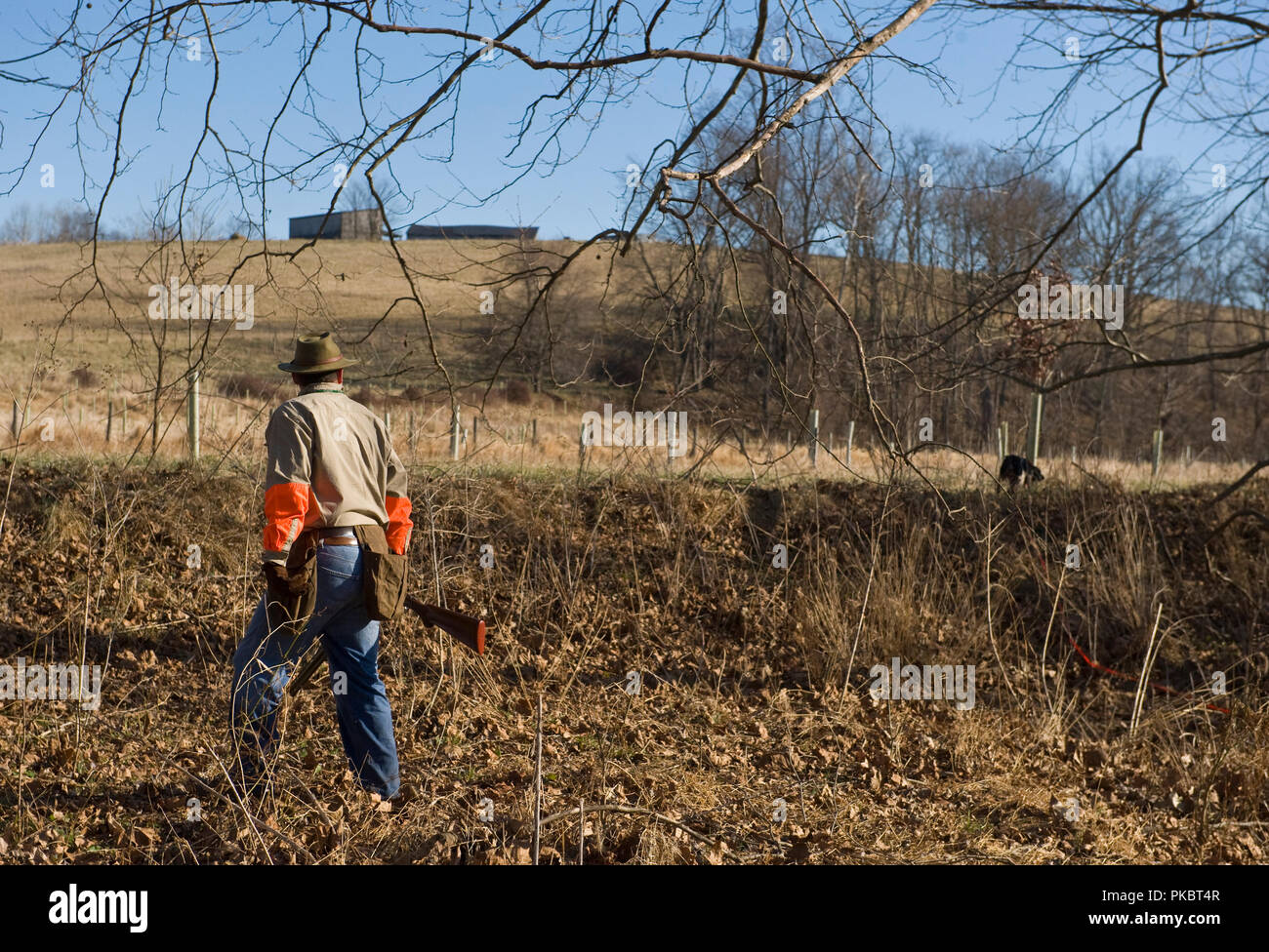 A bird hunter watches his French Britney work the edges of a open field ...