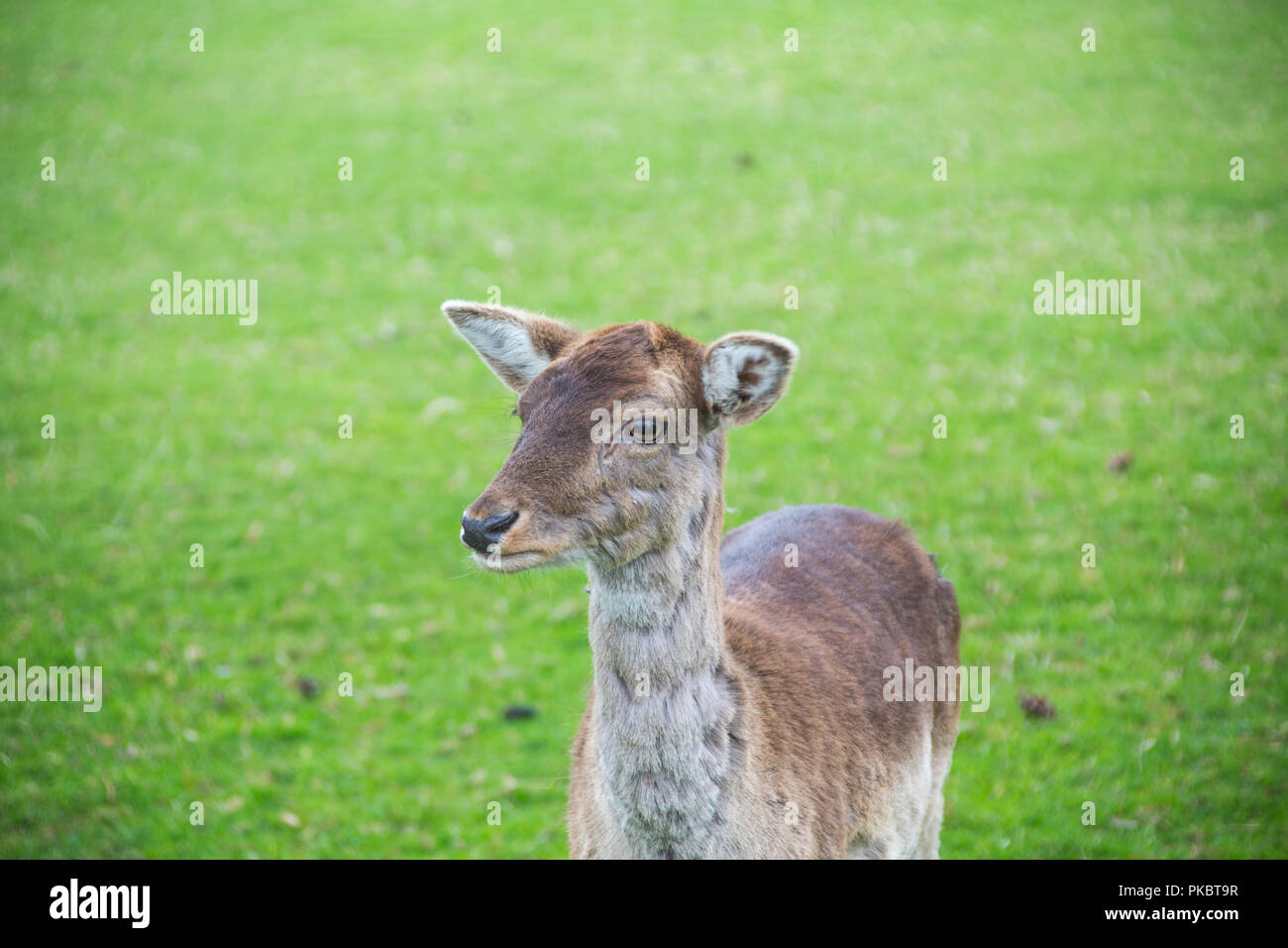 Sad deer hi-res stock photography and images - Alamy