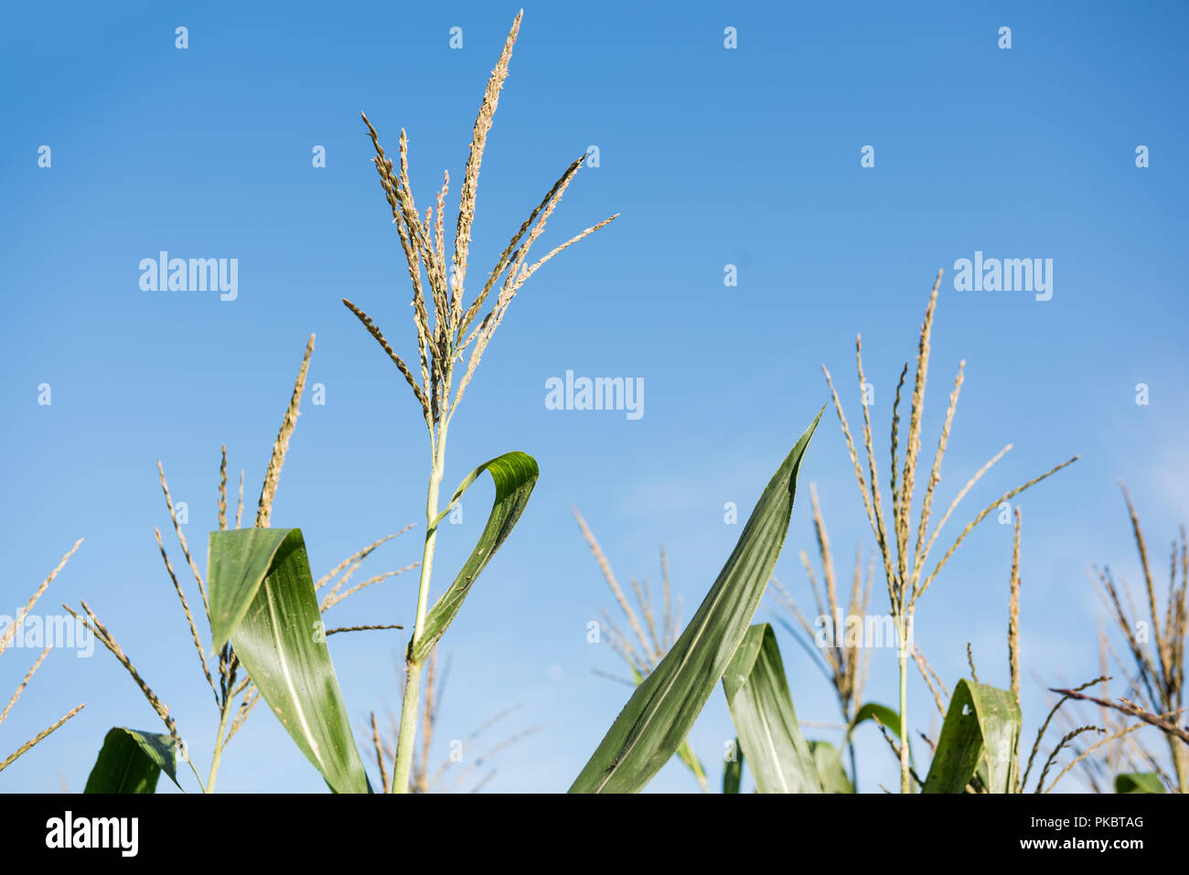 Landscape of corn and blue sky Stock Photo - Alamy