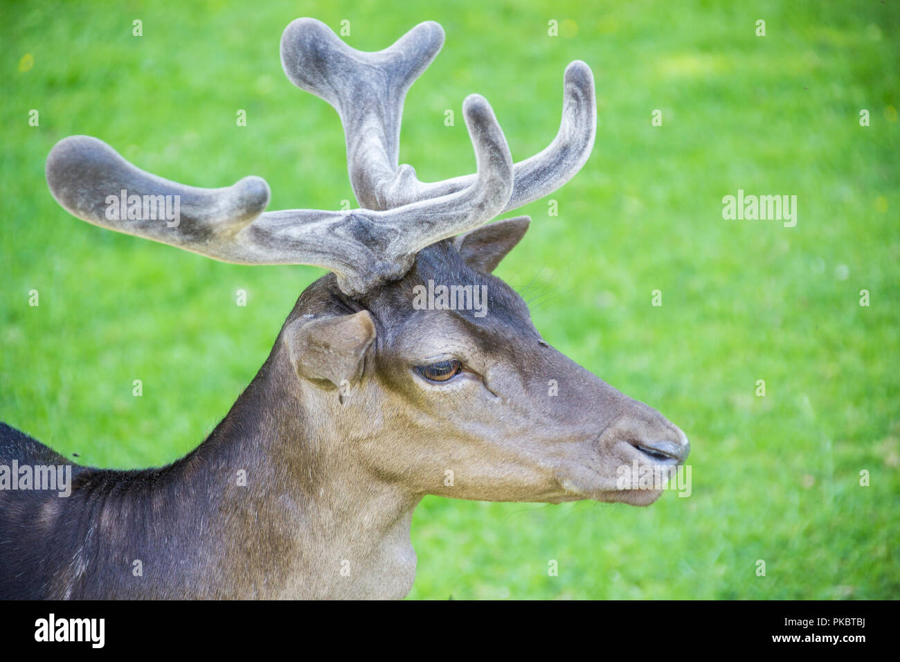 Deer Hunter High Resolution Stock Photography and Images - Alamy
