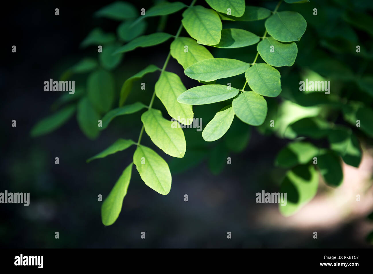 Green leaf in sun light Stock Photo - Alamy