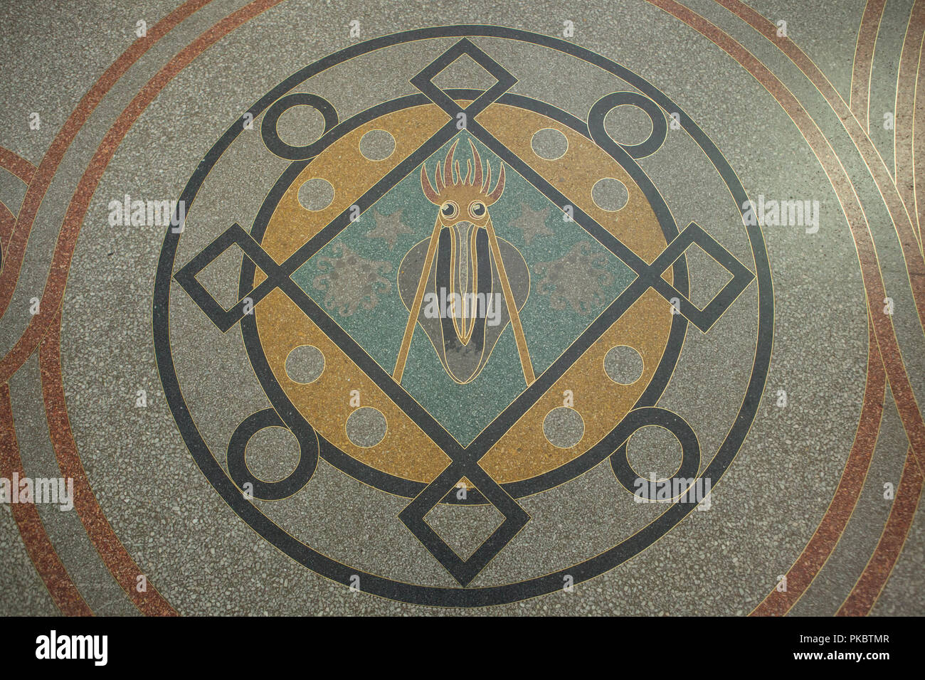 Common cuttle fish hi-res stock photography and images - Alamy