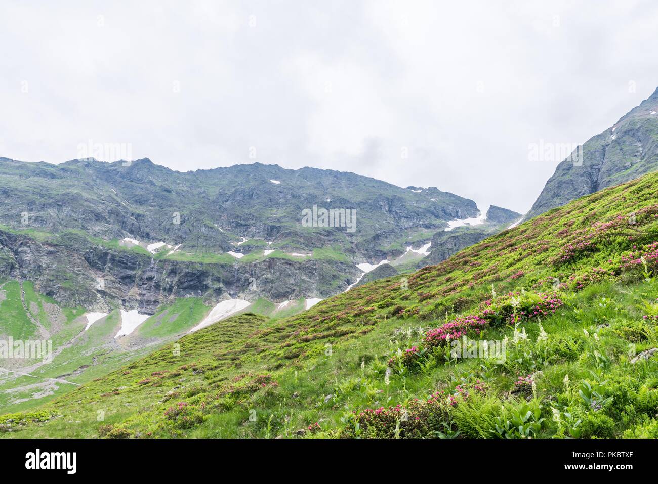Alpine rose bush and mist in a valley in the Alps, Austria Stock Photo ...