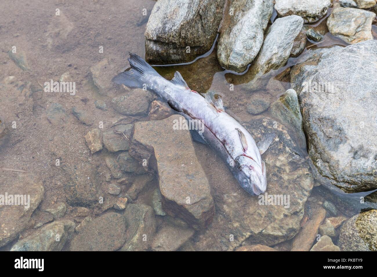 Floating dead fish land hi-res stock photography and images - Alamy