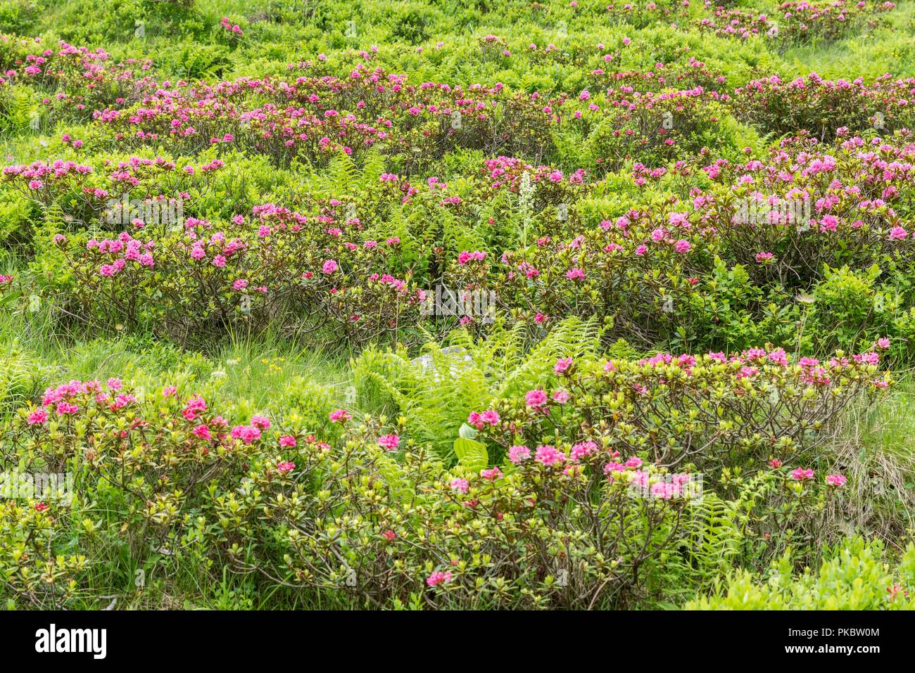 Alpine rose bush and mist in a valley in the Alps, Austria Stock Photo ...