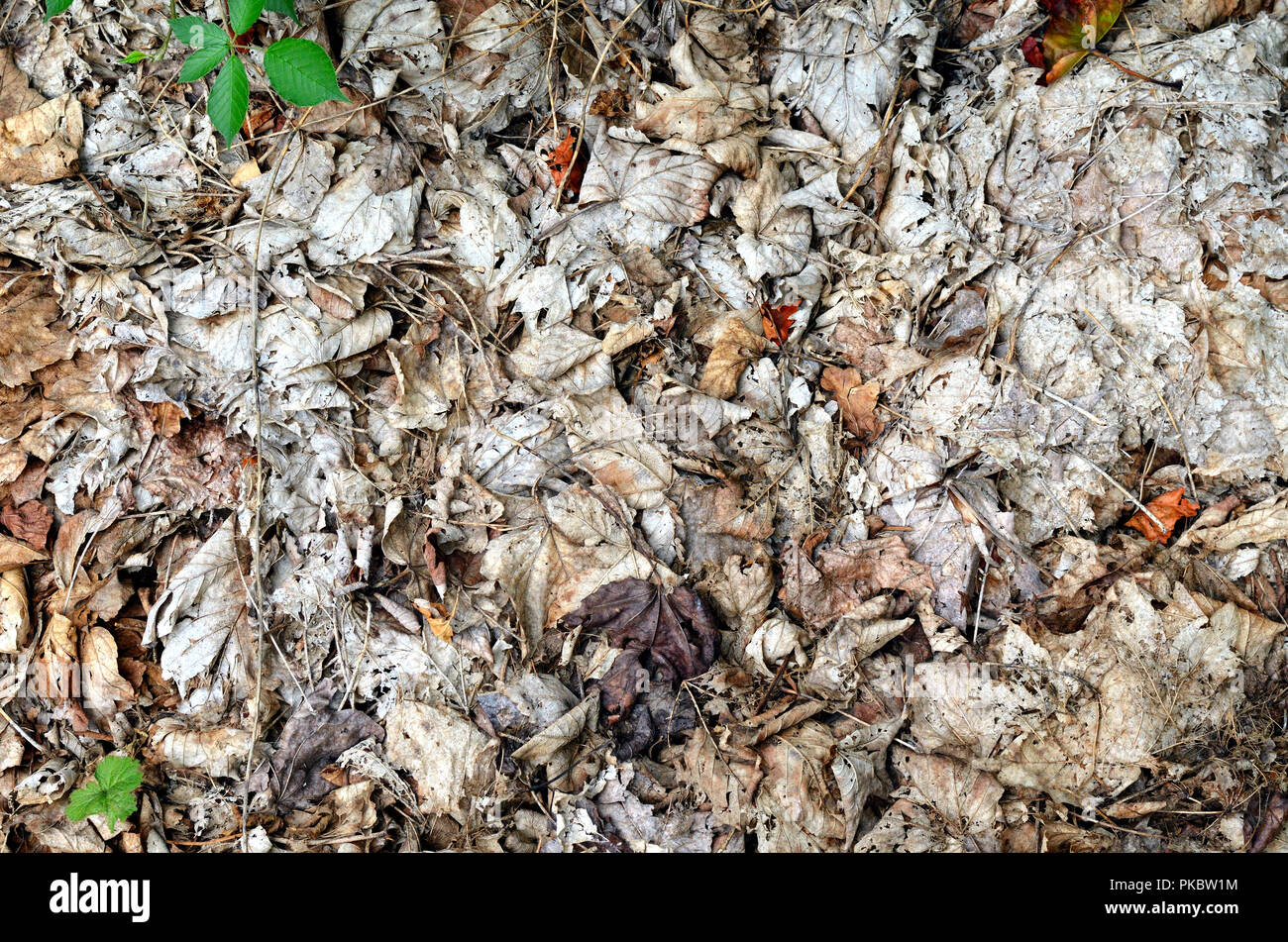 Rotted leaves on the ground Stock Photo - Alamy